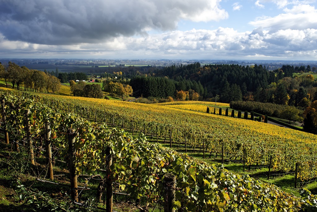 Grape Destinations: Oregon's Vino History | Porthole Cruise