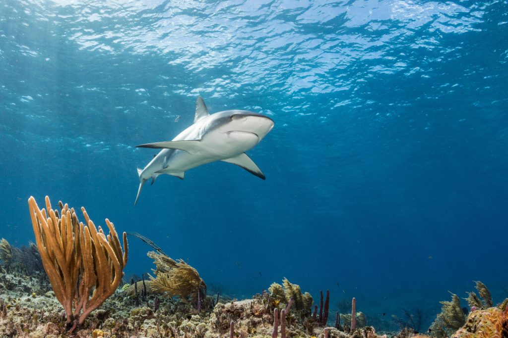 An Interview With a Caribbean Reef Shark | Porthole Cruise and Travel News